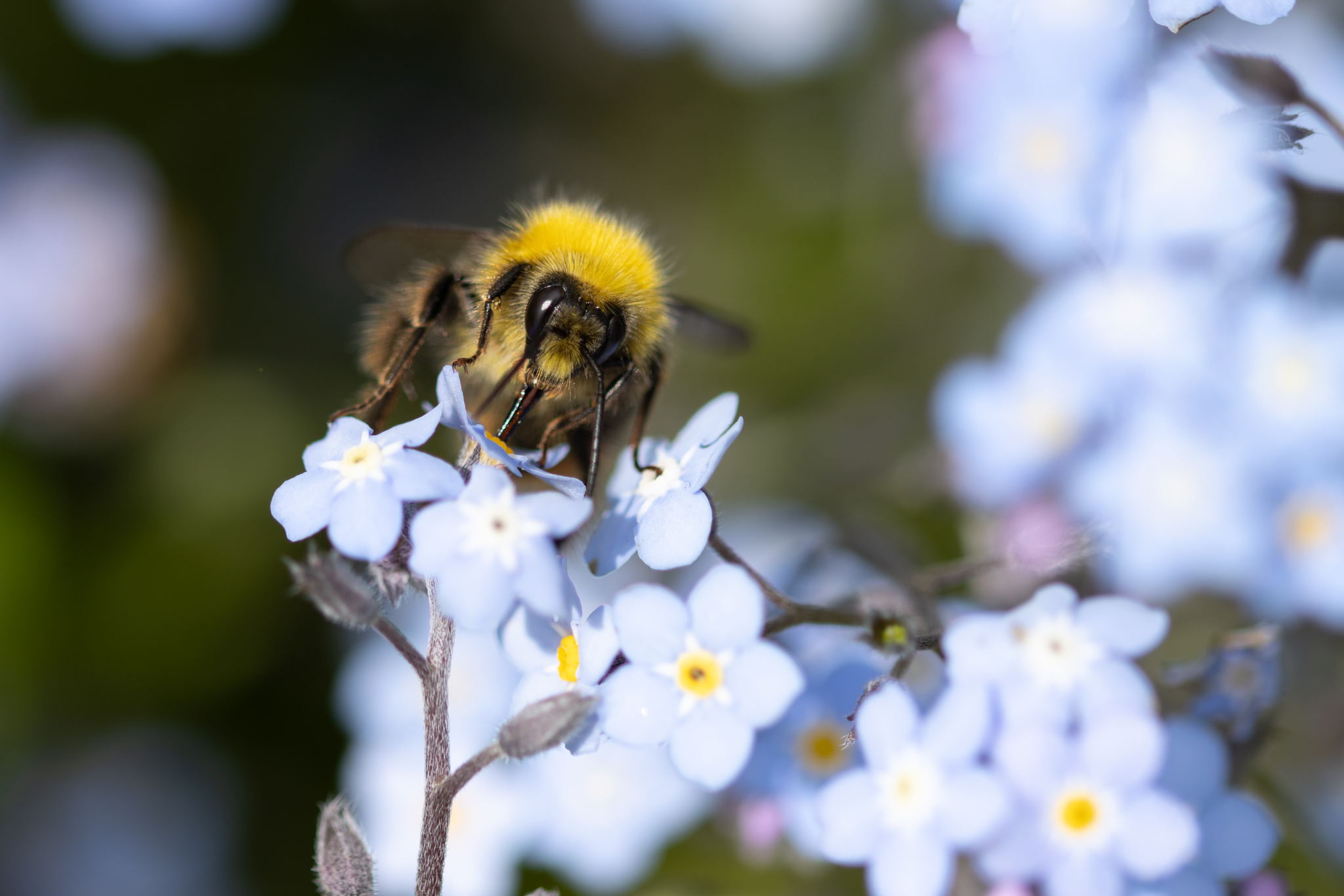 Bee- Folly Farm - George Cook - The Bristol Magazine Online