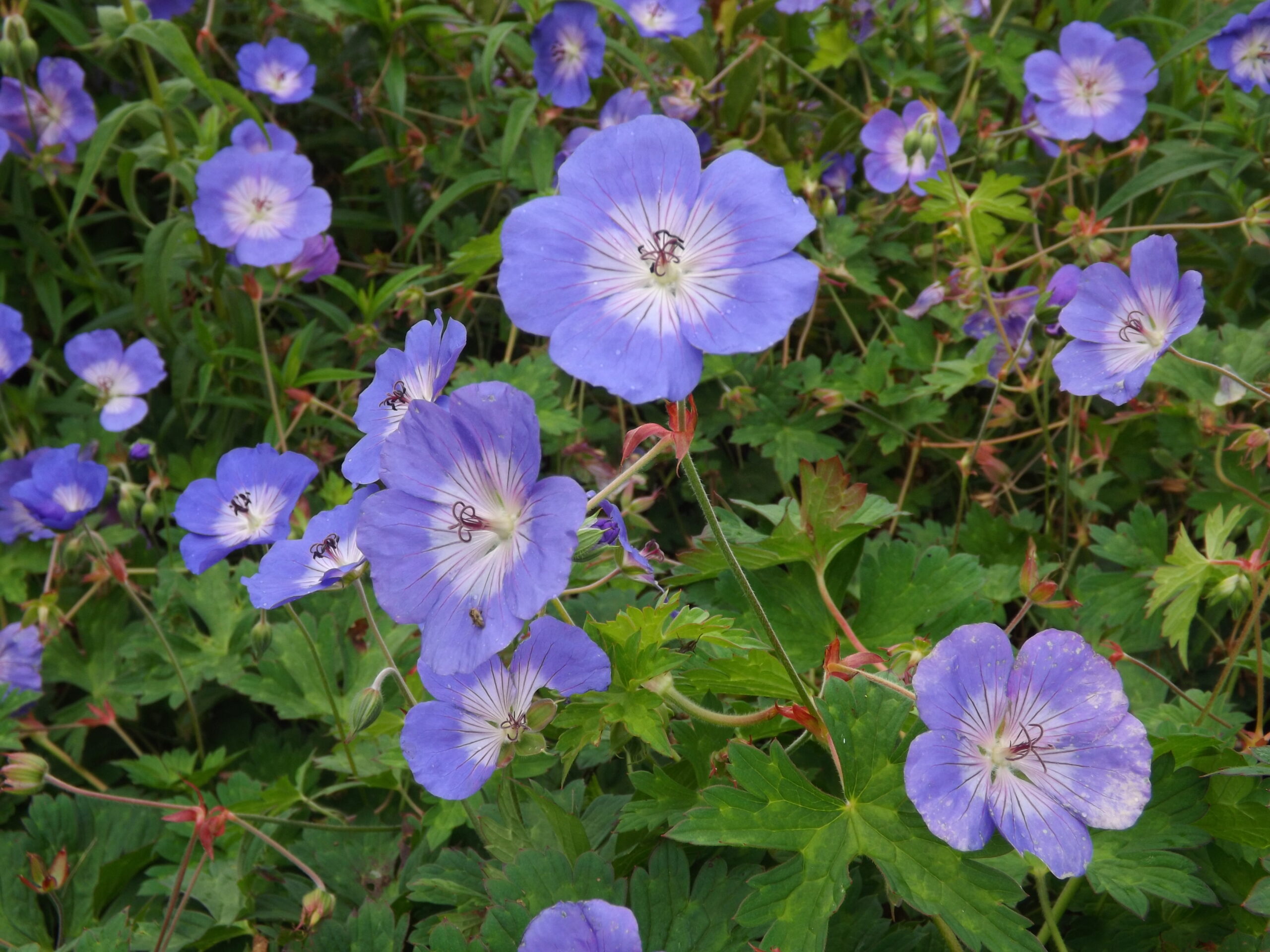 geranium rozanne - The Bristol Magazine Online