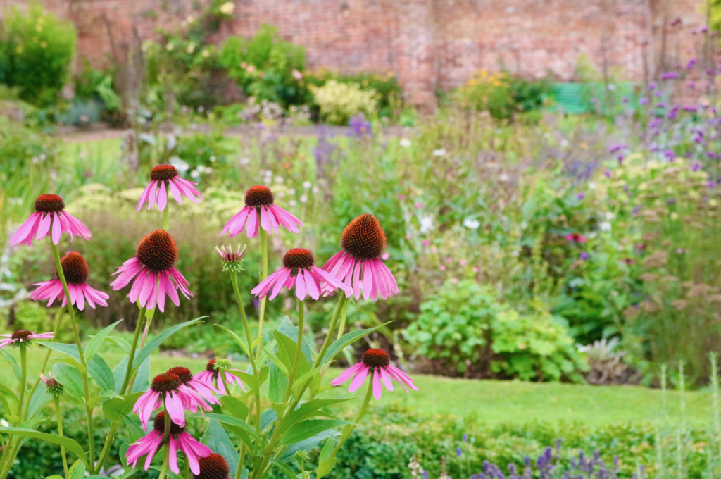 Gardening with Elly West: The late show - The Bristol Magazine Online