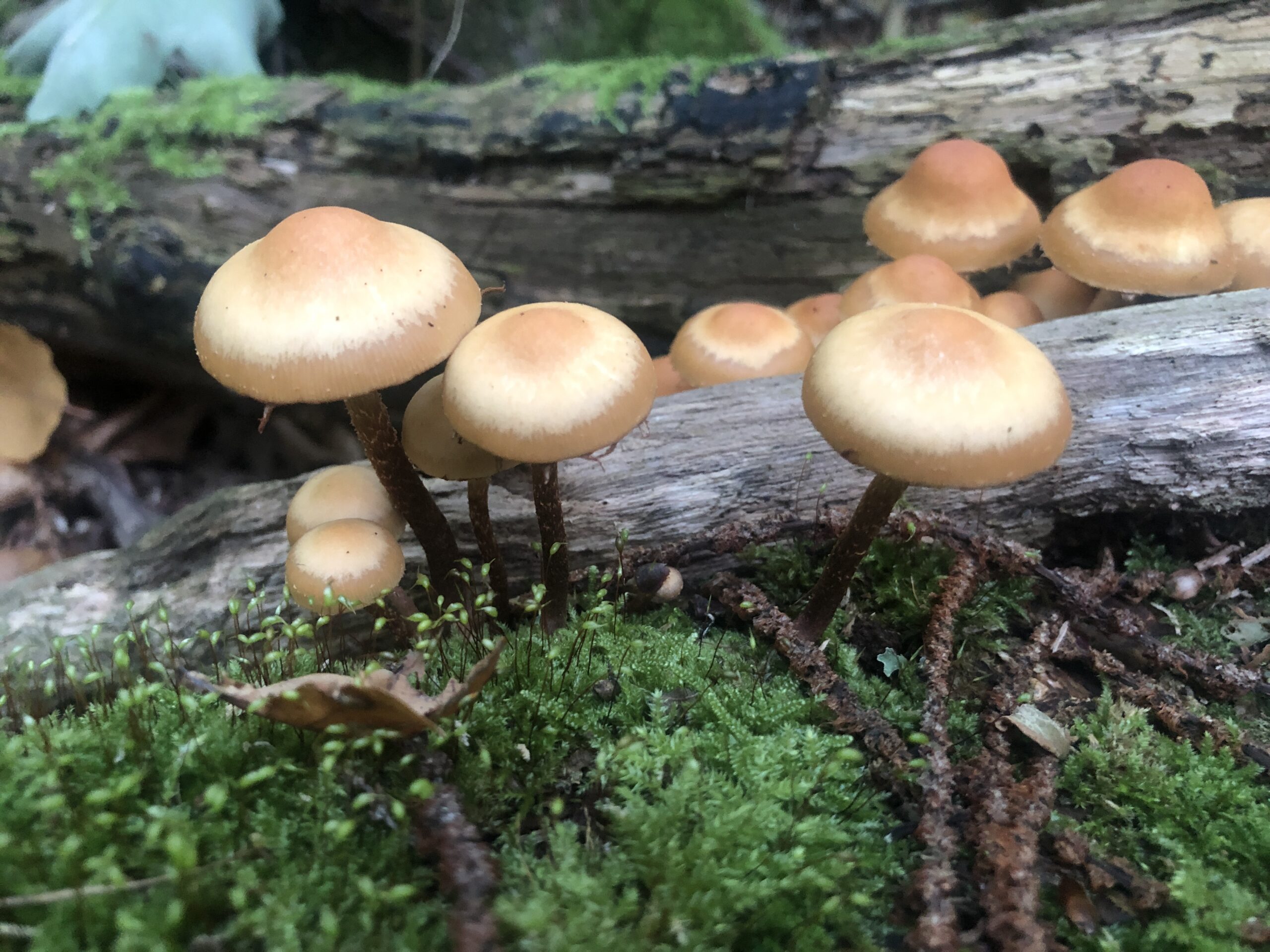 Gardening with Elly West: Mushroom magic - The Bristol Magazine Online