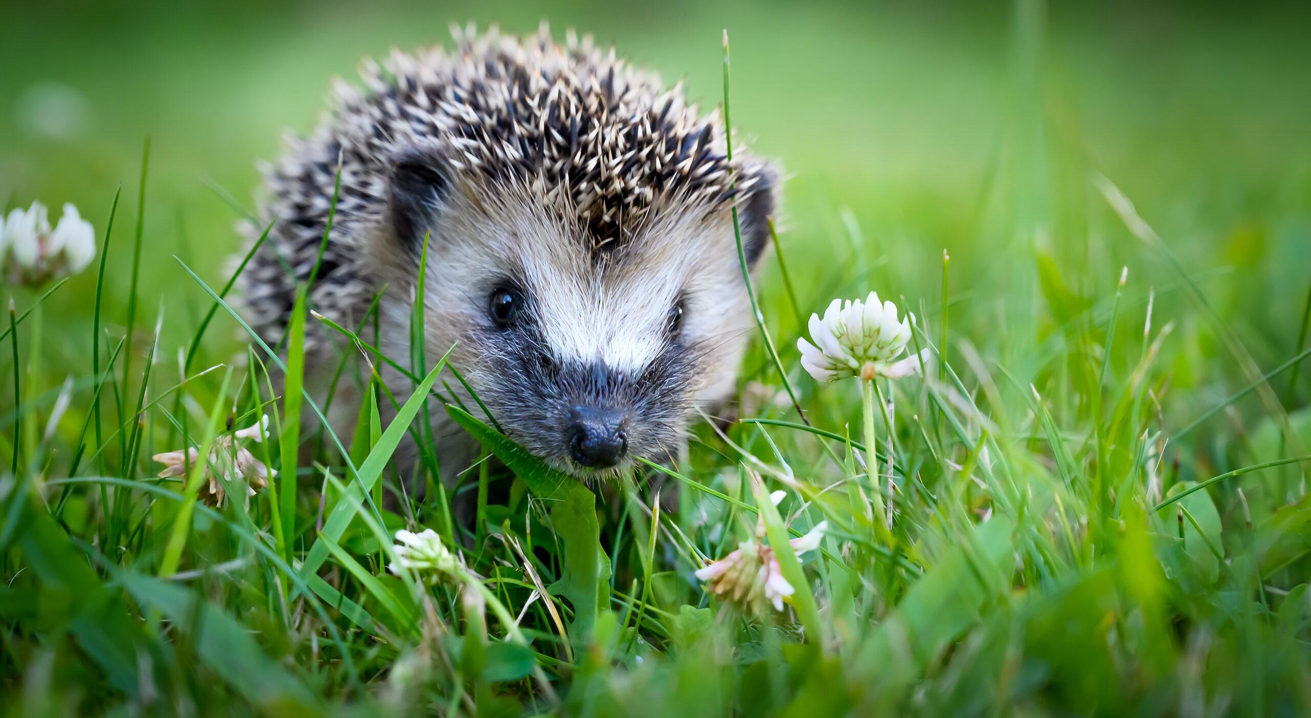 Gardening with Elly West: Welcoming visitors - The Bristol Magazine Online